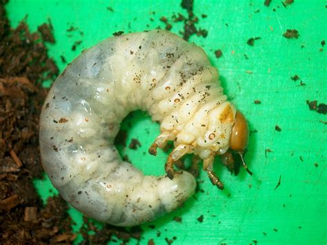 Rainbow Stag Beetle Larvae Purple Blue Jamjam Exotic