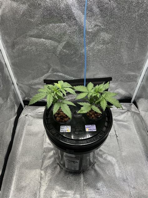 Update R Dwc