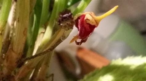 Masdevallia Weberbaueri