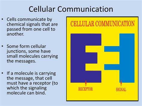 Homeostasis And Cells Section Ppt Download