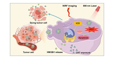 Polydopamine Encapsulated Cyanine Dye Nanoplatform For Near Infrared Fluorescence Imaging Guided