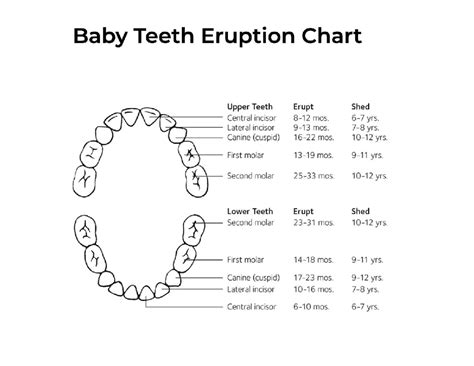 Tooth Eruption Chart Upper And Lower Teeth Eruption Timeline Studocu