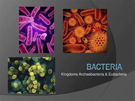 Kingdom Archaebacteria