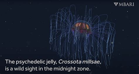 Watch A Rare Psychedelic Jellyfish Filmed In The Midnight Zone