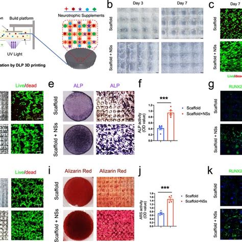 3d Printed Hydrogel Scaffold With Nss Enhances In Vitro Expansion And