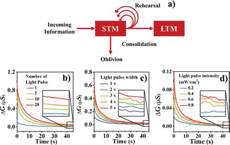 Memory Consolidation And Synaptic Learning A Schematic Diagram Of The Download Scientific