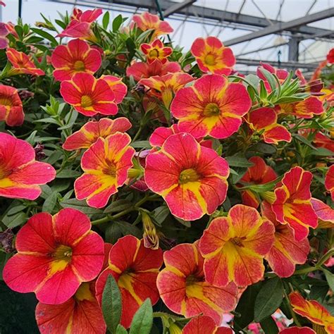 Calibrachoa Also Known As Million Bells Is A Popular Annual Flower