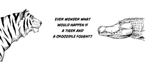 Tiger Vs Crocodile