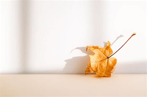 단풍 나무 잎과 벽에 그림자가있는 추상적 인 가을 스튜디오 배경 0명에 대한 스톡 사진 및 기타 이미지 0명 3차원 형태