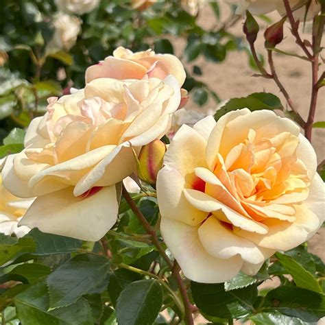 Eileen Ann Lesley Rose Floribunda Rose Style Roses