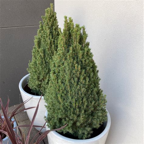 Propagating Blue Star Juniper Step By Step Guide