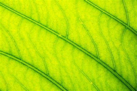 Premium Photo Leaf Patterned Background
