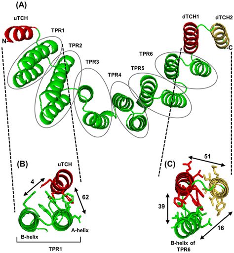 Interactions Of Different Types Of Tch And Tpr Helices In Yeast Rrp5