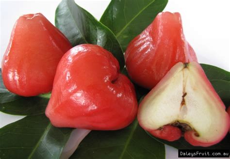Wax Jambu Red Tree Syzygium Samarangense