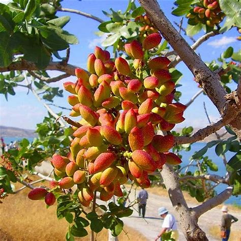 Pistachio Plant
