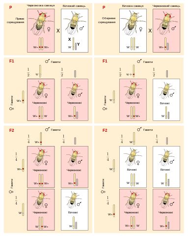 File Sex Linked Inheritance Uk Svg Wikimedia Commons