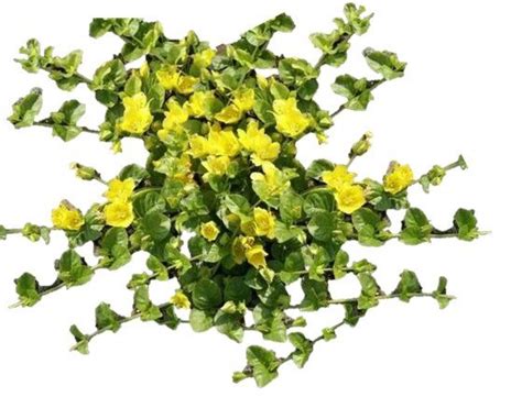 БАЗА растений на прозрачном фоне Растения Фон Диско