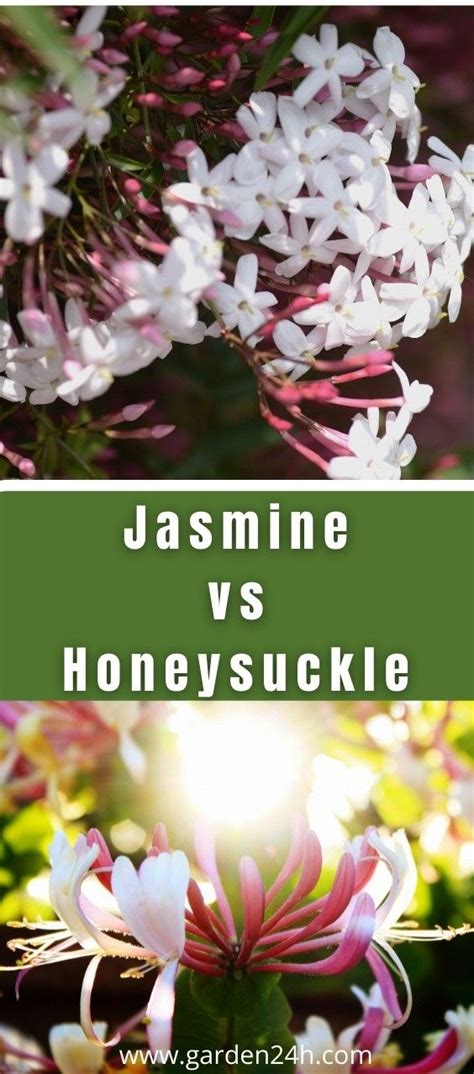 Jasmine Vs Honeysuckle Which One Is Better For Your Garden Artofit