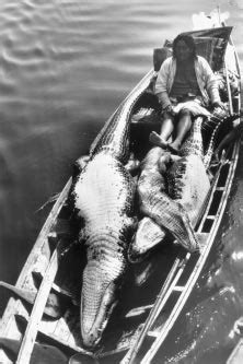 Hunting Of Caiman Focuses On Subadult And Small Adult Black Caiman
