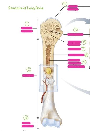 Chapter BONES SKELETAL TISSUE Flashcards Quizlet
