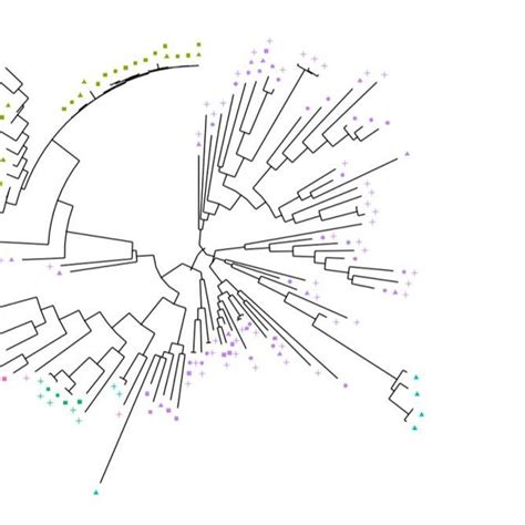 phylogenetic tree built from its1 sequences of the 118 strains of the