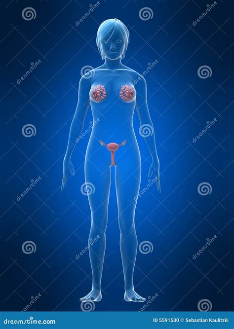 Female Sex Organs Stock Illustration Illustration Of Breast 5591530