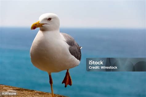 바다를 배경으로 돌 위에 한쪽 다리로 서 있는 갈매기의 클로즈업 샷 갈매기에 대한 스톡 사진 및 기타 이미지 갈매기 구름 깃털 Istock