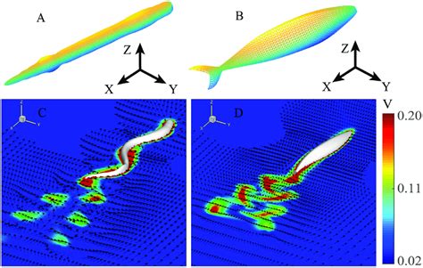 Numerical Models A And B Are The Meshes Without Body Deformation Download Scientific