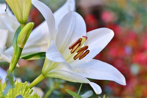 400000 Free Lily Flowers And Flower Images Pixabay