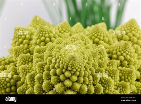 A Biological Example Of Fibonacci Spirals And Fractals In Nature Using