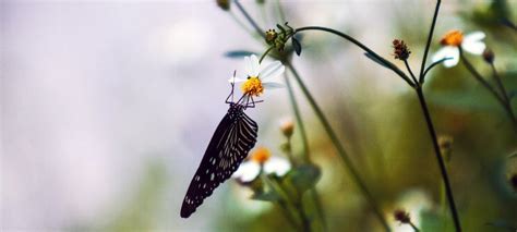 Speciation Processes