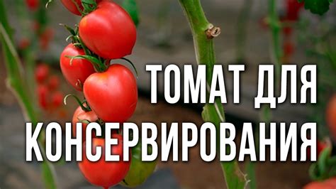 Лучший томат для консервации, маринования. Томат для открытого грунта и ...