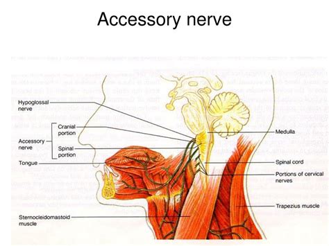 Accessory Nerve