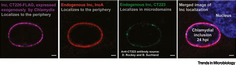 Chlamydia Trachomatis Trends In Microbiology