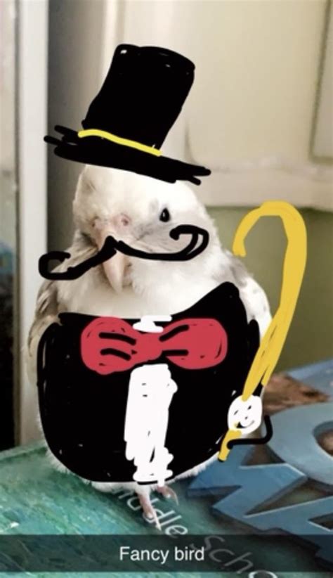 My Fancy Bird
