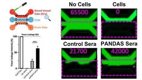 3d Stem Cell Model Explained Pandas Network