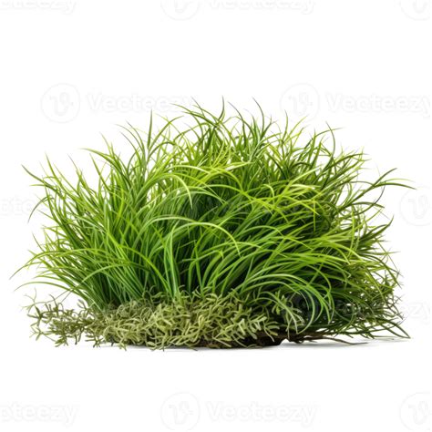 Grass Bush Isolated Illustration 25536154 Png