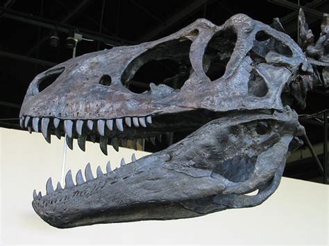 Albertosaurus Characteristics Facts Range Habitat And Behavior
