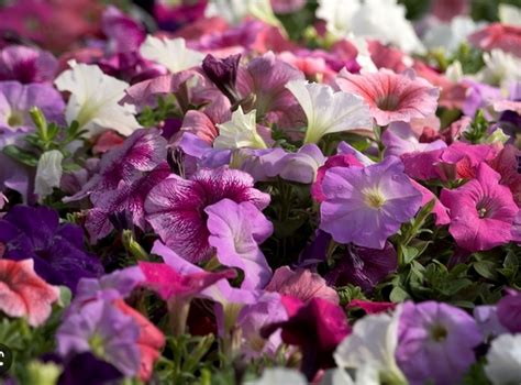 Petunia – MULTIFLORA - Big Brothers Big Sisters of the Mississippi Valley