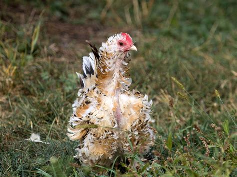 High Protein Foods For Molting Chickens At David Oldham Blog