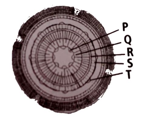 Dicot Root Secondary Growth
