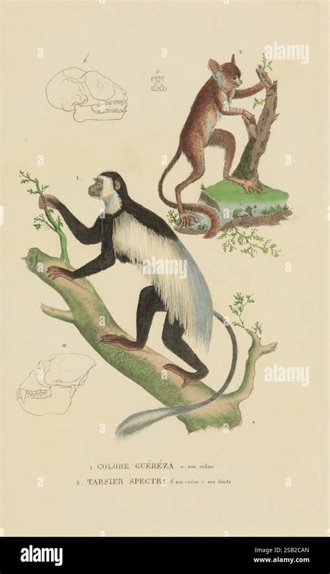 Illustration Features Two Distinct Primate Species Hi Res Stock