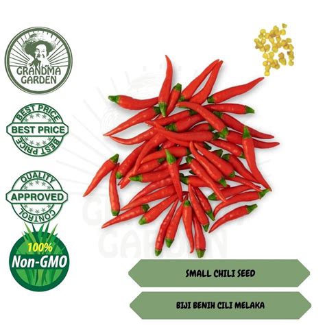 👵beli 10 Free 1👵 Biji Benih Cili Melaka Small Chili Seed 1g Around 1 Tea Spoon Grandma