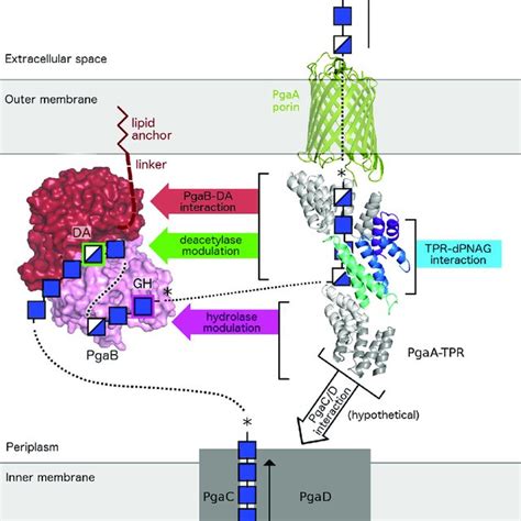 The Tpr Domain Is A Central Scaffold In The Pnag Processing And
