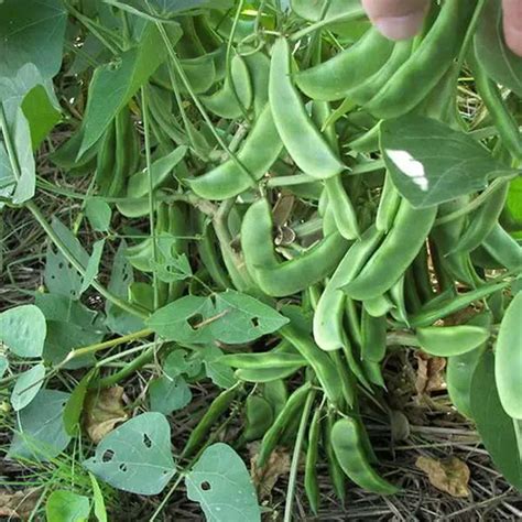 Dolichos Beans Seeds Sem Phali Seeds 1 Small Pack India Gardening Store