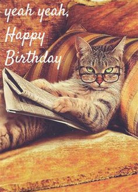 101 Funny Cat Happy Birthday Memes Artofit