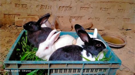 শখের খামারে সুন্দর সুন্দর খরগোশ Youtube