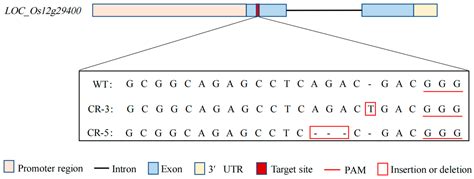 Joint Qtl Mapping And Transcriptome Sequencing Analysis Reveal