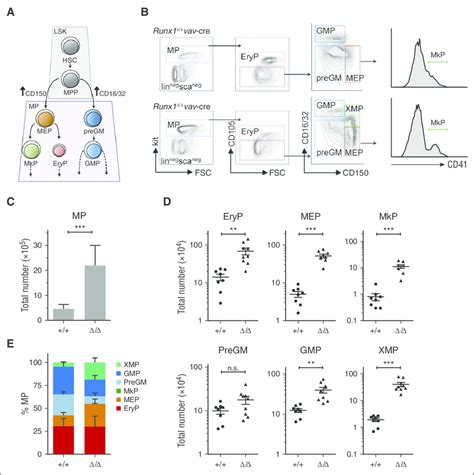 Runx1 Deletion By Tg Vav Cre Expression Profoundly Impacts The Size Download Scientific