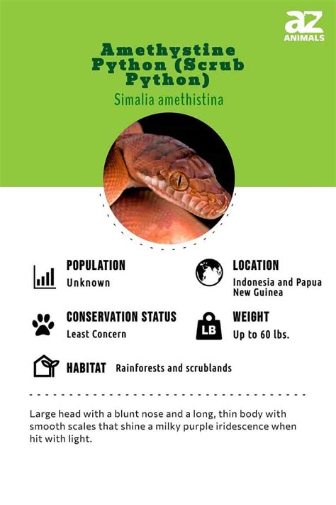 Amethystine Python Scrub Python Animal Facts Simalia Amethistina